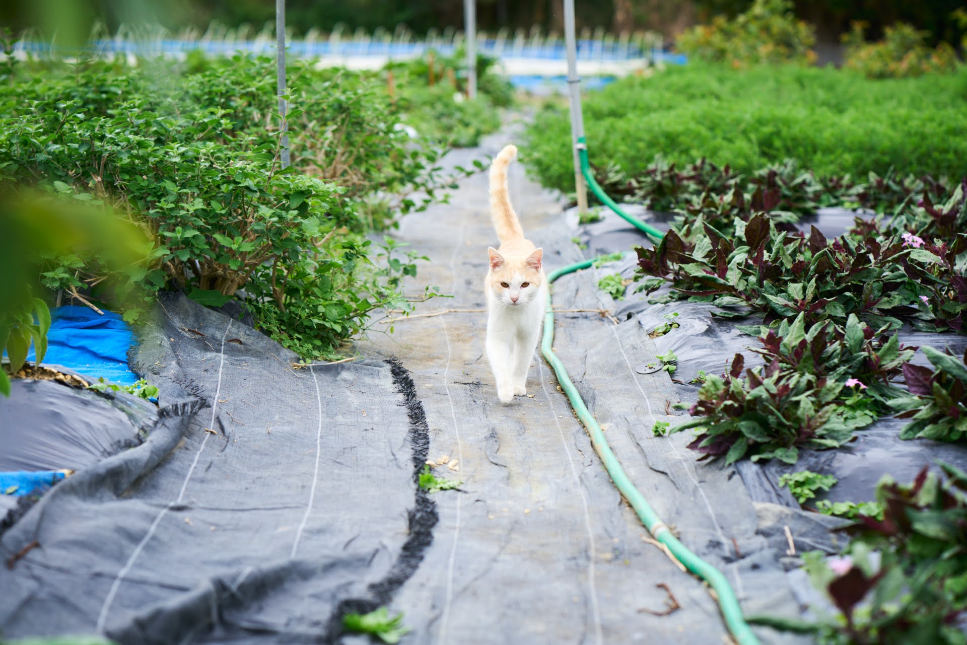Okinawa’s turmeric travels to outer space. The legend of a man who has ...