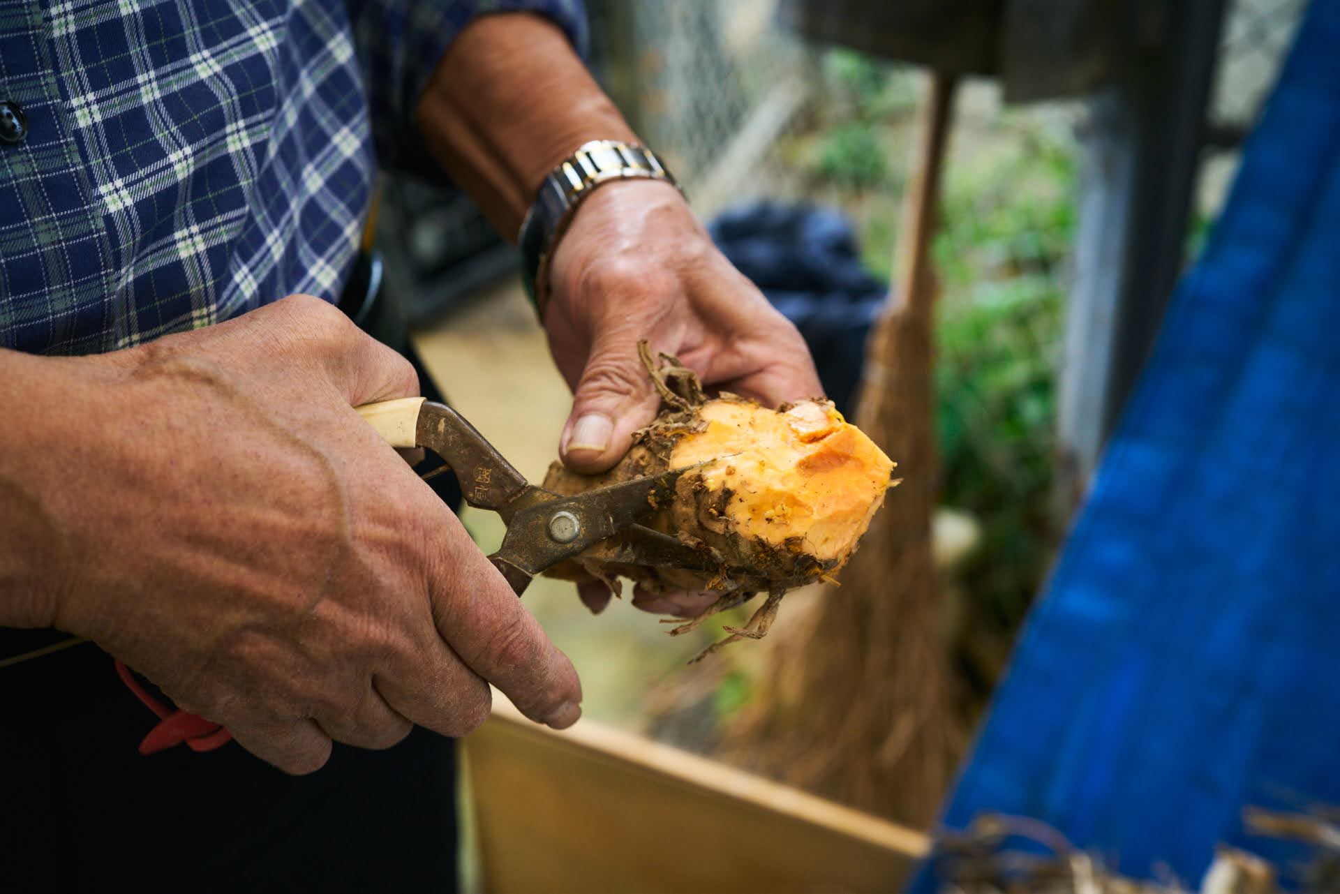 Okinawa’s turmeric travels to outer space. The legend of a man who has ...