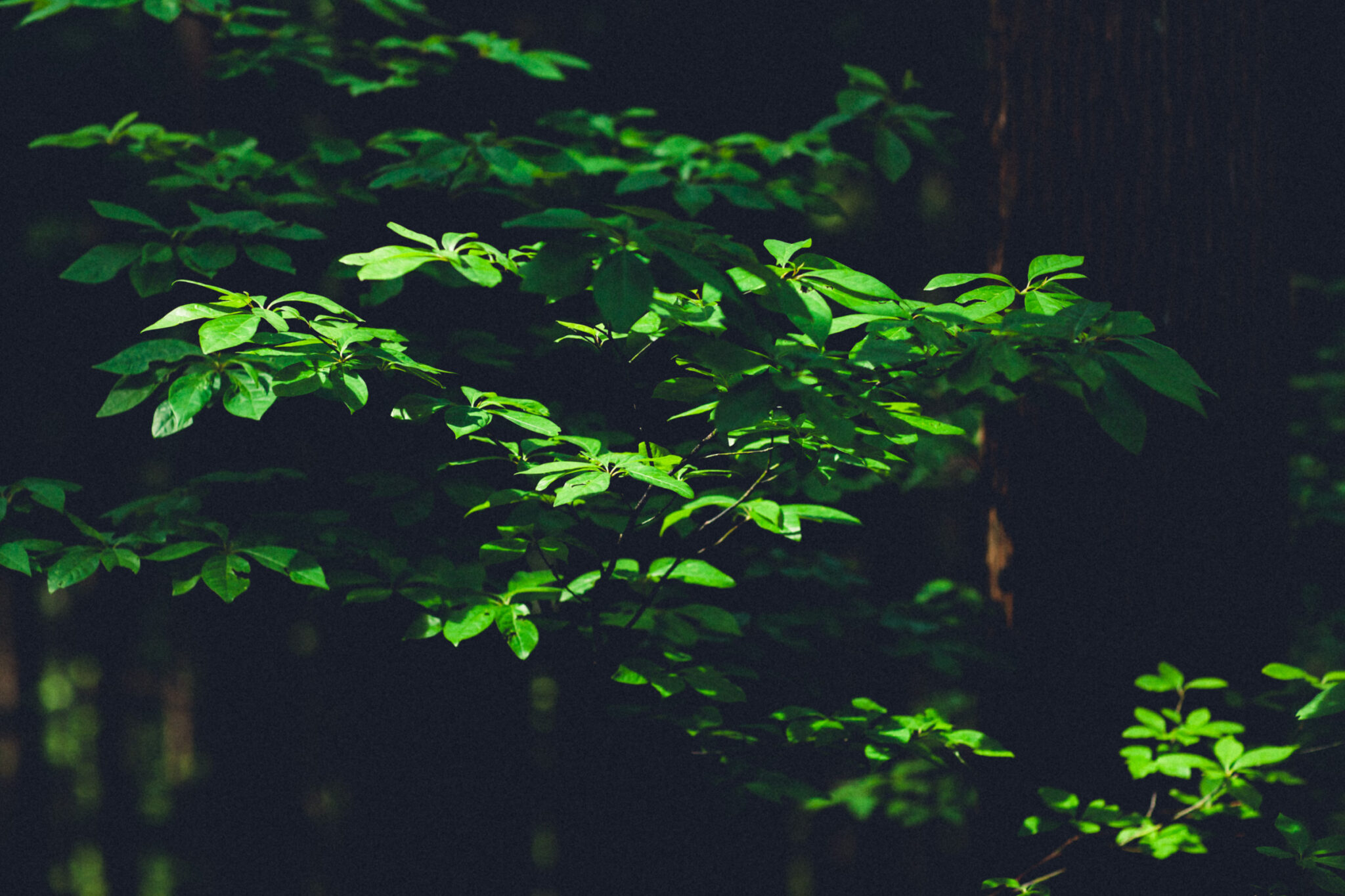 森で木を折ったときの香りを、そのままソーダに。「QINO SODA」は“木の使いみち”を拡張し、山と水をつなぐ | DIG THE TEA