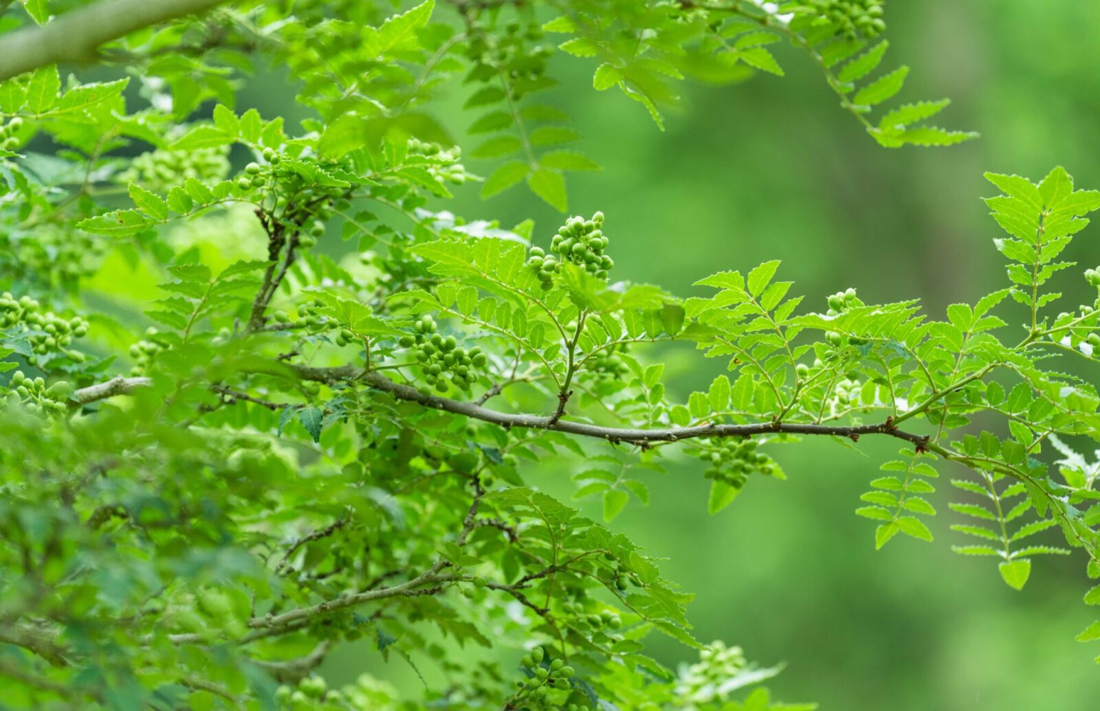 Delivering the Japanese spice “Grape Sansho” to the world, A Japanese ...